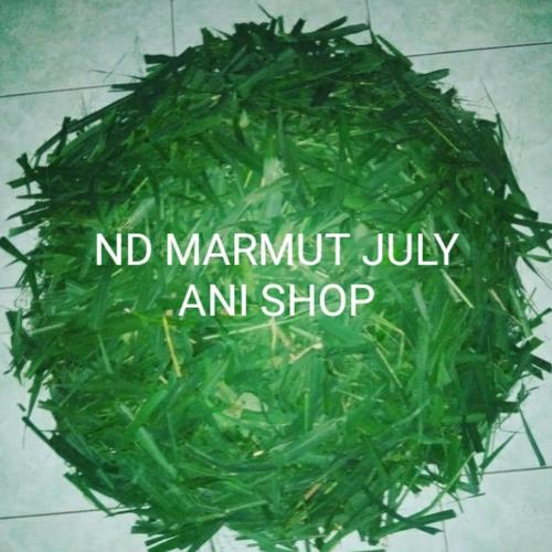 Jual Rumput Fresh segar Pakan Kelinci Marmut Kambing Kura-kura ...