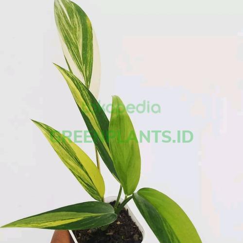 Jual Epipremnum Amplissimum Variegata freshcut Tanamah hias murah - Kab ...