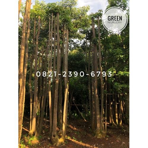 Jual Pohon Pulai || Paketan Plus Pasang Pohon Pulai Pule Grupping Hitam ...