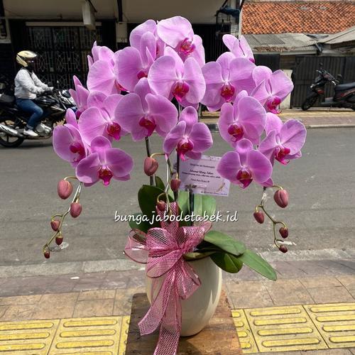 Jual bunga anggrek hidup Jakarta - Jakarta Barat - Rawa belong florist ...