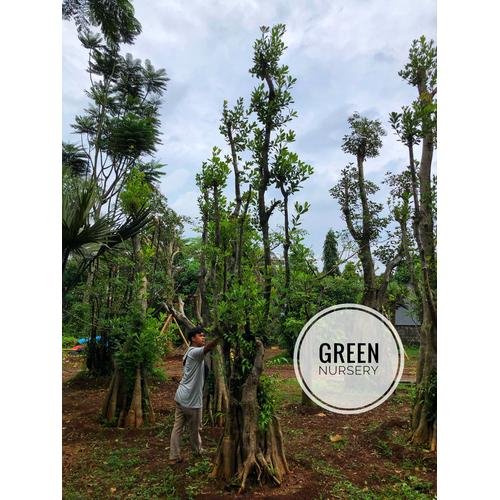 Jual Pohon Alstonia Spatulata || Pule Rawa Lingkar 1,5-2Meter Sesuai ...