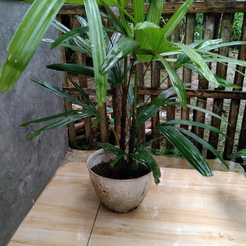 Jual bibit pohon palem waregu/tanaman hias/palem regu/palem jari - Kota ...
