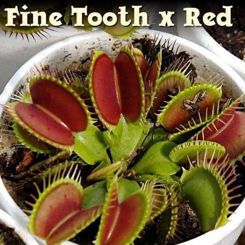 Jual vft venus fly trap Fine tooth x red tanaman karnivora - size S ...