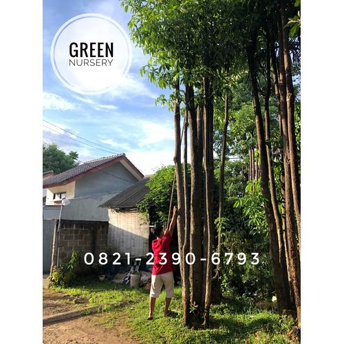 Jual Pohon Pulai Pule Grupping Hitam || Paketan Berikut Tanam Termurah ...