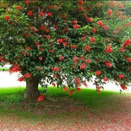 Jual Dadap merah/pohon Dadap merah tinggi 2 meter - Kab. Bogor ...