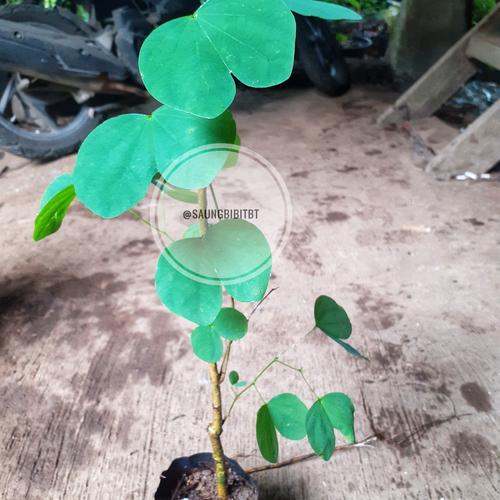Jual Tanaman Bunga Kupu-Kupu - Bibit Pohon Kupu-Kupu - Bauhinia ...