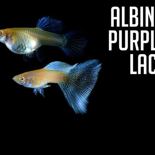 Jual Ikan Hias Guppy Albino Purple Lace - betina - Kota Depok - DadangGuppy | Tokopedia