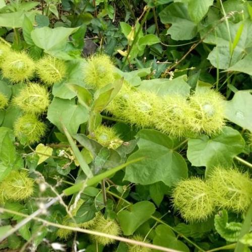 Jual Daun Markisa Hutan Segar Mermot Rambusa Kermot Permot Ciplukan ...