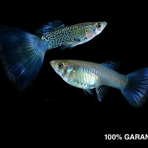 Jual Ikan Hias Guppy SnakeSkin blue tail (SSBT) - betina - Kota Depok - DadangGuppy | Tokopedia