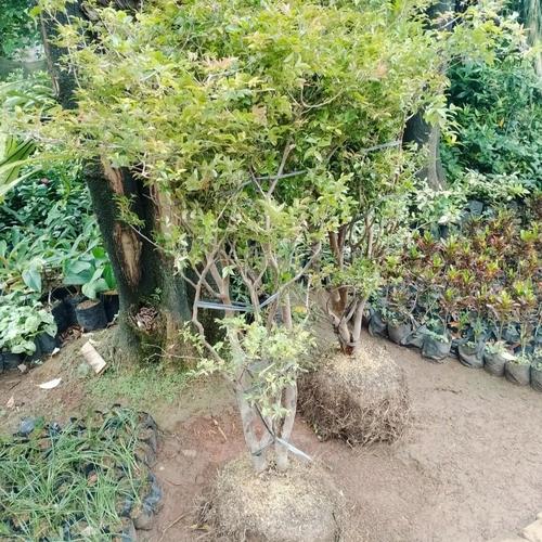 Jual pohon anggur Brazil / tanaman anggur brazil - Kab. Bogor ...