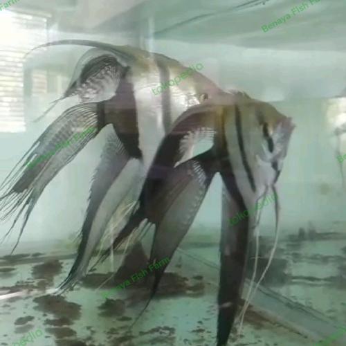 Jual Ikan Manfish Black White Slayer Proven Pair - Kab. Bogor - Benaya ...