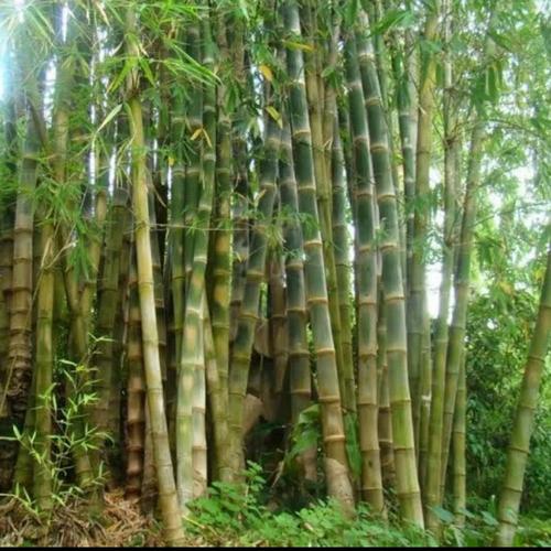 Jual BIBIT TANAMAN BAMBU RAKSASA PETUNG / GIANT BAMBU MURAH SUPER ...