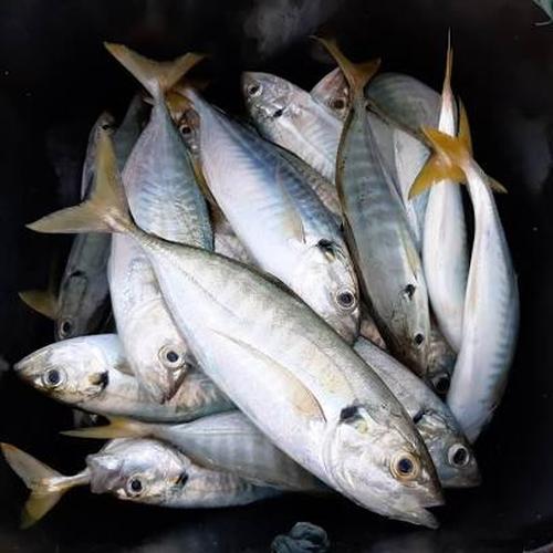 Jual Ikan Kembung Como - 1kg - Kab. Tangerang - Ud Bahari Graha Bintaro ...
