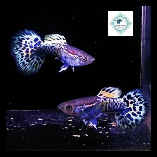 Jual Ikan Hias Guppy Yellow Leopard Mozaik - jantan - Kota Depok - Fishtreasure. id | Tokopedia