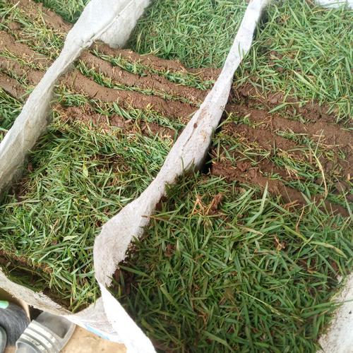 Jual Rumput Jepang Hiasan Taman Rumput Hidup - Kota Surabaya ...