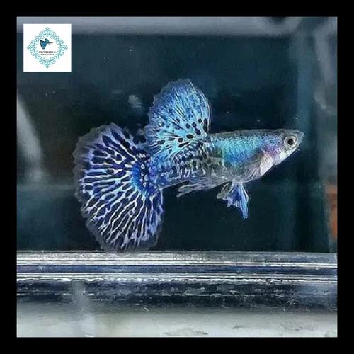 Jual Ikan Hias Guppy Purple Dragon - betina - Kota Depok - Fishtreasure. id | Tokopedia