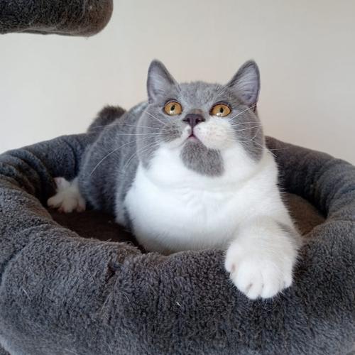 Jual kucing british shorthair / kucing BSH / scotish straight / BSH 88 ...