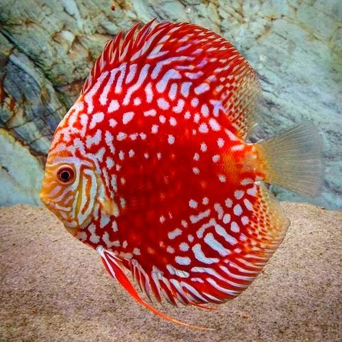 Jual discus rafflesia / discus / diskus / discus merah / ikan hias ...
