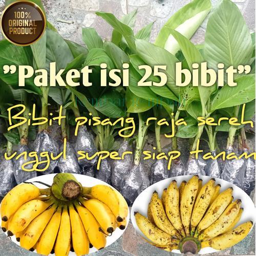 Jual bibit pohon pisang raja sereh super (25 bibit) - Kab. Cilacap ...