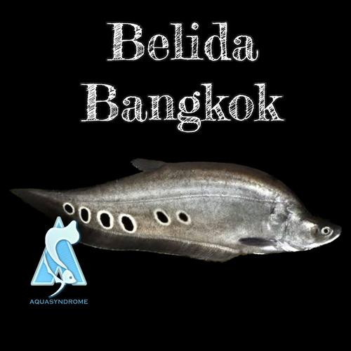 Jual Ikan Belida Bangkok / Clown Knife Fish Ikan Hias Air Tawar ...