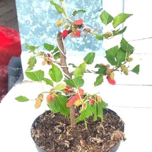 Jual Bibit Tanaman Bonsai Buah Murbei - Kota Batu - Dacochi | Tokopedia