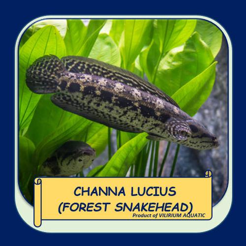 Jual IKAN HIAS AIR TAWAR - FOREST SNAKEHEAD aka CHANNA LUCIUS - ±20cm - Jakarta Pusat - Vilirium ...