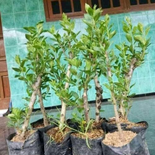 Jual Paket isi 2 pohon bibit apel fuji - Kab. Kediri - Florist Nursery ...