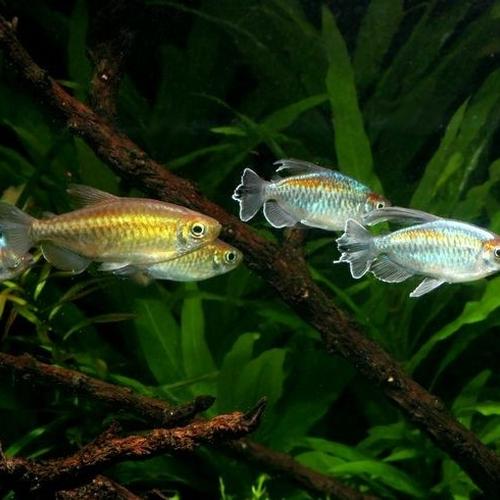 Jual ikan congo tetra - Jakarta Timur - AQUACIEL | Tokopedia