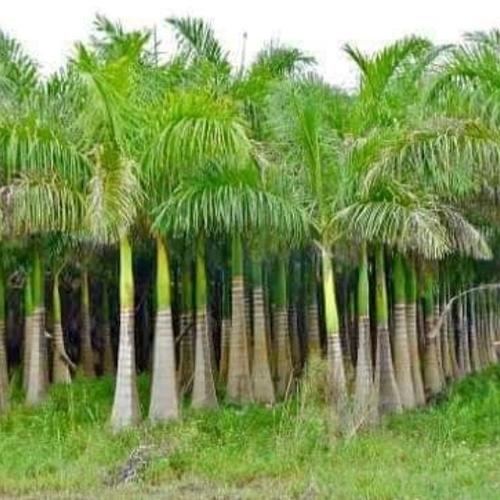 Jual pohon palem raja //// tanaman pelindung palem raja - Kab. Bogor ...