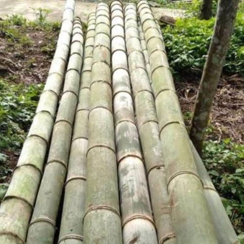 Jual bambu bitung / bamboo betung - Kab. Bekasi - Gavin Bamboo | Tokopedia