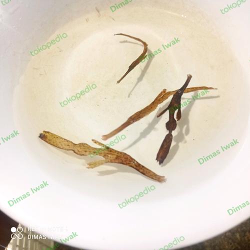 Jual Ikan Hias Laut | Kuda Laut Akar b | Solenostomus Cyanopterus ...