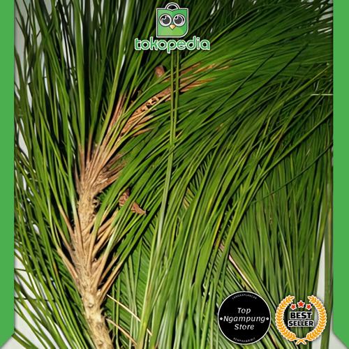 Jual Daun pinus segar asli dari gunung tanpa pestisida 500gr - Kab ...