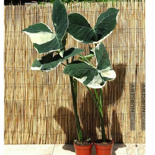 Jual Tanaman hias Alocasia mickey mouse varigated/ Keladi tikus ...