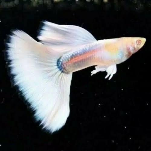 Jual Ikan Hias Guppy Albino Full Platinum - jantan - Kota Depok - HaveGoodMarked | Tokopedia