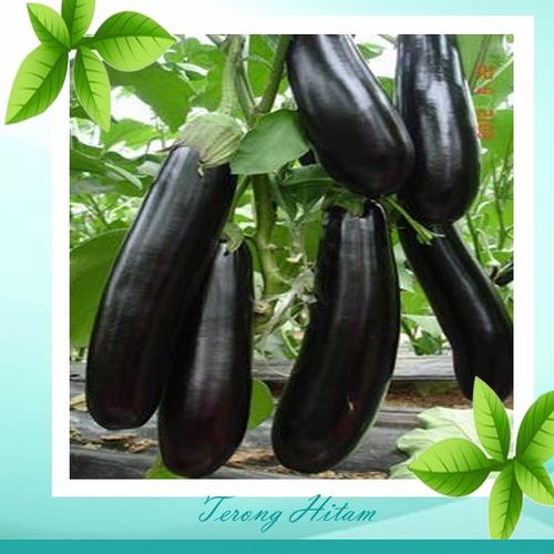 Jual benih terong besar hitam impor - Kab. Bandung - fitrianibenih ...
