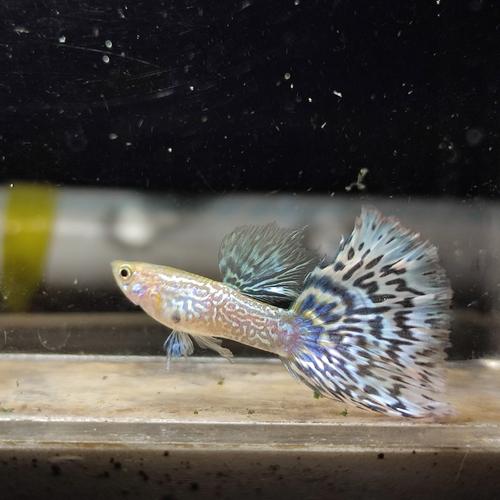 Jual ikan guppy snake skin mozaik - Kab. Klaten - ready fish | Tokopedia