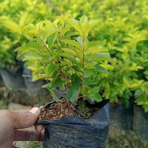 Jual Tanaman Penitian - Tanaman Pangkas Kuning - Taman - Kota Batu ...