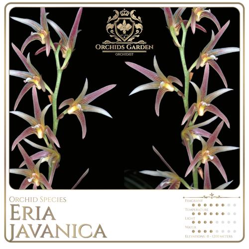 Jual ORCHIDSGARDEN Eria javanica Anggrek Spesies Orchid Species Sp ...