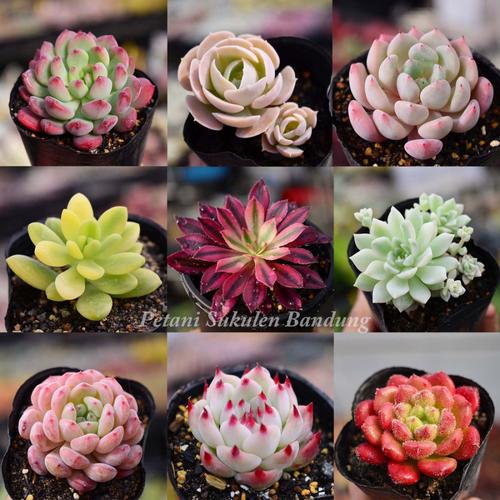 Jual Sukulen Kaktus BEBAS pilih GRATIS POT sekulen mini tanaman hias ...