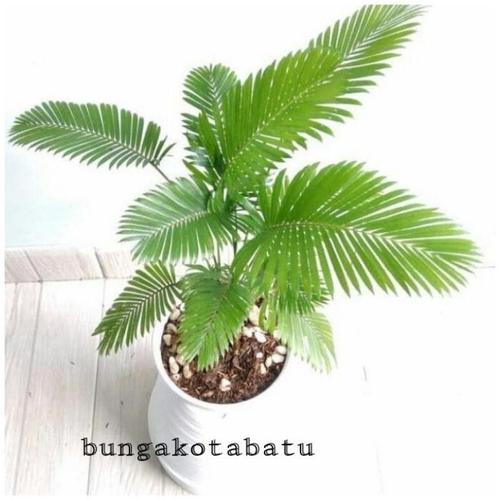 Jual - TANAMAN HIAS PALEM PARIS MINI - - Jakarta Pusat - toko kebya ...