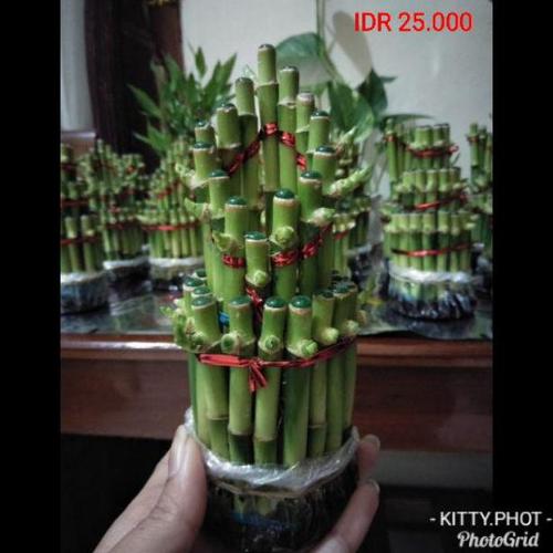 Jual - BAMBU HOKI / TANAMAN BAMBU HOKI BAMBU REJEKI - TANAMAN BAMBU ...