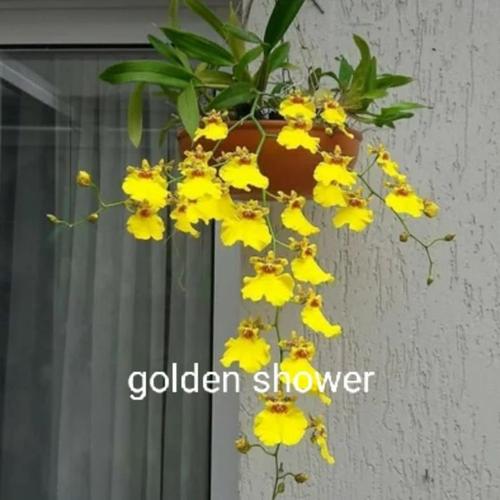 Jual - ANGGREK ONCYDIUM GOLDEN SHOWER DEWASA SIAP BUNGA - - 2 batang ...
