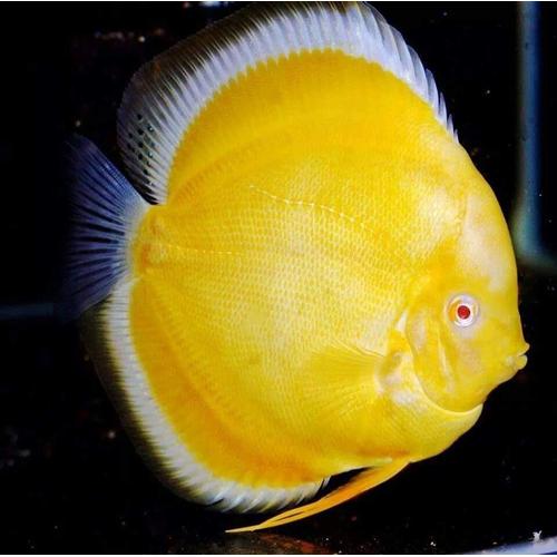 Jual discus albino golden milenium 2cm .1inch/ IKAN HIAS AIR TAWAR ...