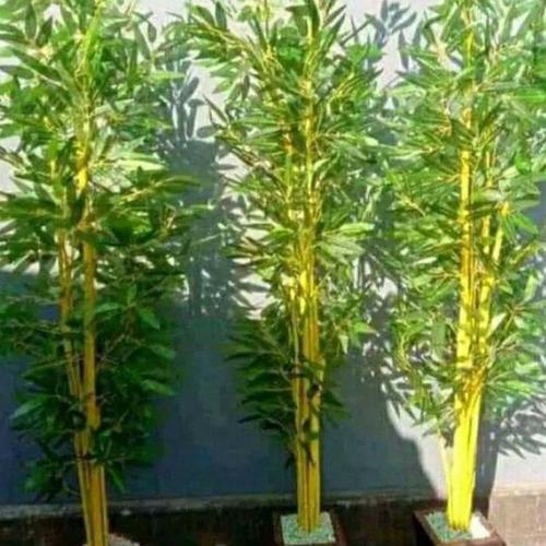 Jual - TANAMAN HIAS BAMBU KUNING PANDA/BAMBU KUNING PANDA (BAMBU ...