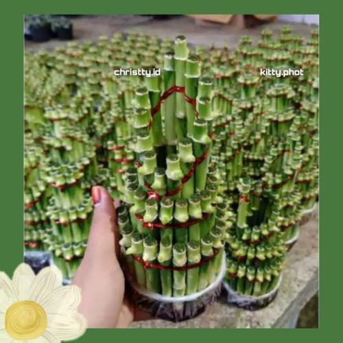 Jual - BAMBU HOKI / TANAMAN BAMBU HOKI BAMBU REJEKI - TANAMAN BAMBU ...