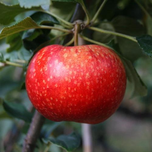 Jual Biji Benih Bibit Buah Apel Paradise - Apple Fruit Seeds - Jakarta ...
