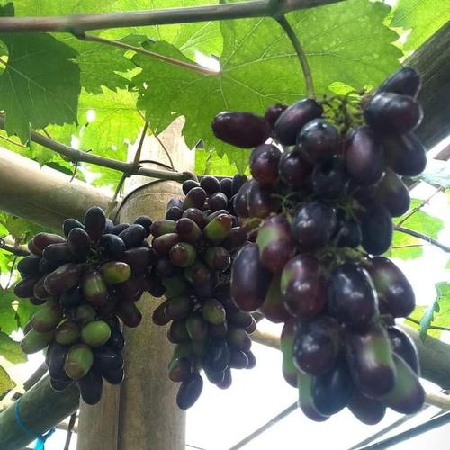 Jual bibit tanaman buah anggur import jenis gosv gratis anggur Isabella ...