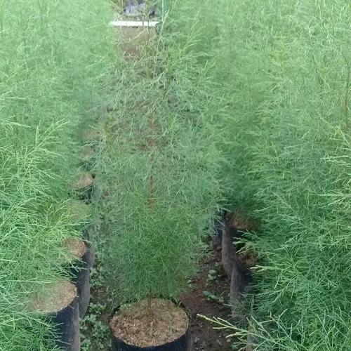 Jual Pohon Cemara Angin Tanaman Hias Cemara Angin - Kab. Bogor - GREEN ...