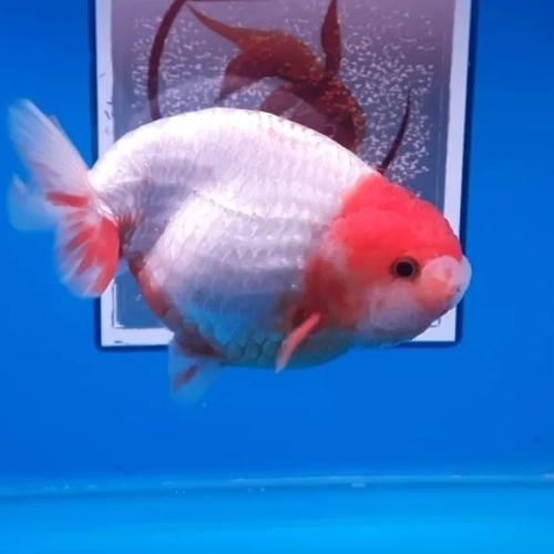 Jual ikan koki ranchu buffalo original koki rancu jumbo RW (red white ...