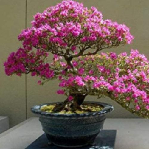 Jual Biji Benih Bibit Pohon Bonsai - Judas Love Tree Showy Pink Flower ...